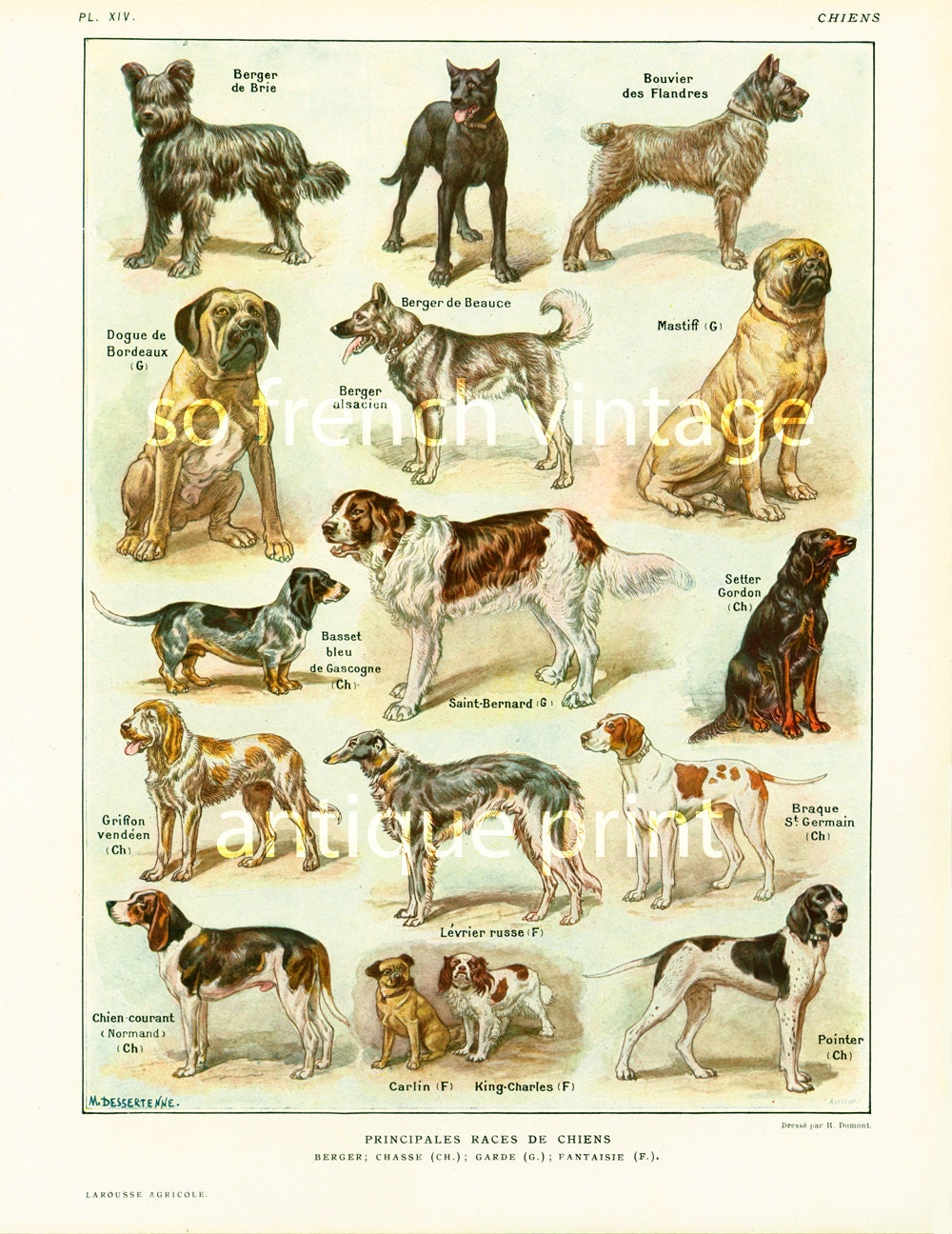 1922 LARGE SIZE Antique Dog Chart Vintage Print of Dog - Etsy