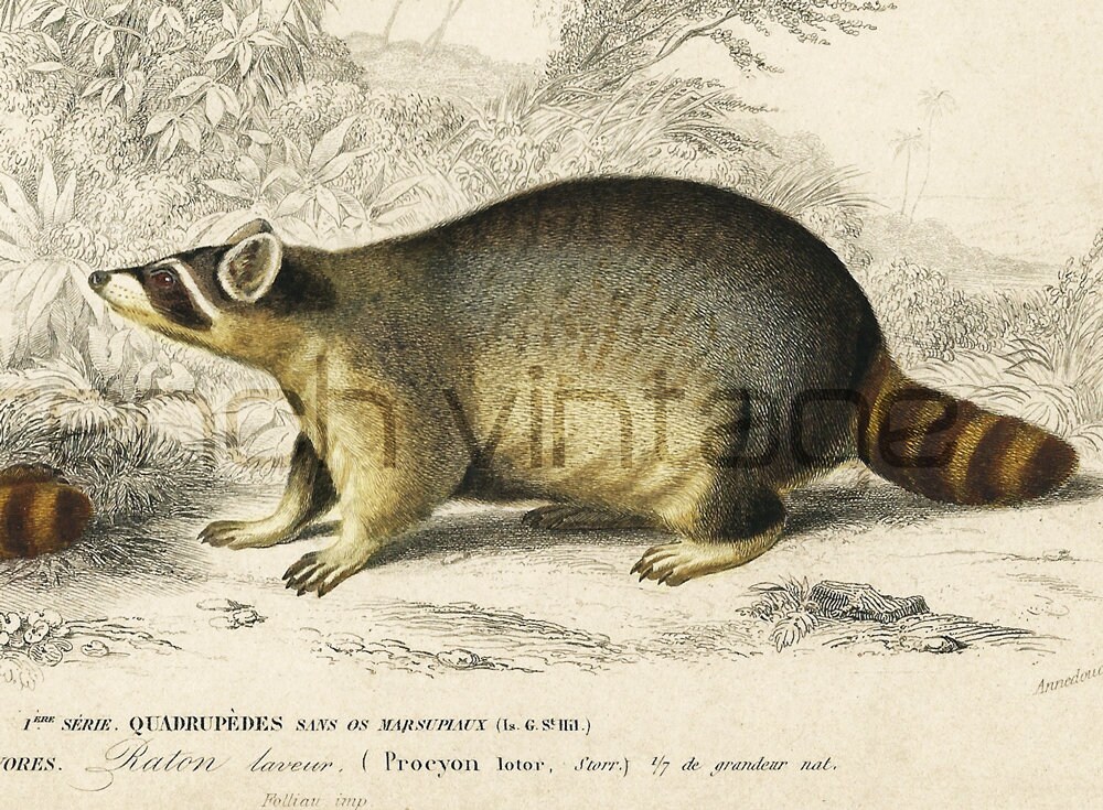 1861 Racoon Engraving Antique Animal Print Drawing Racoon | Etsy
