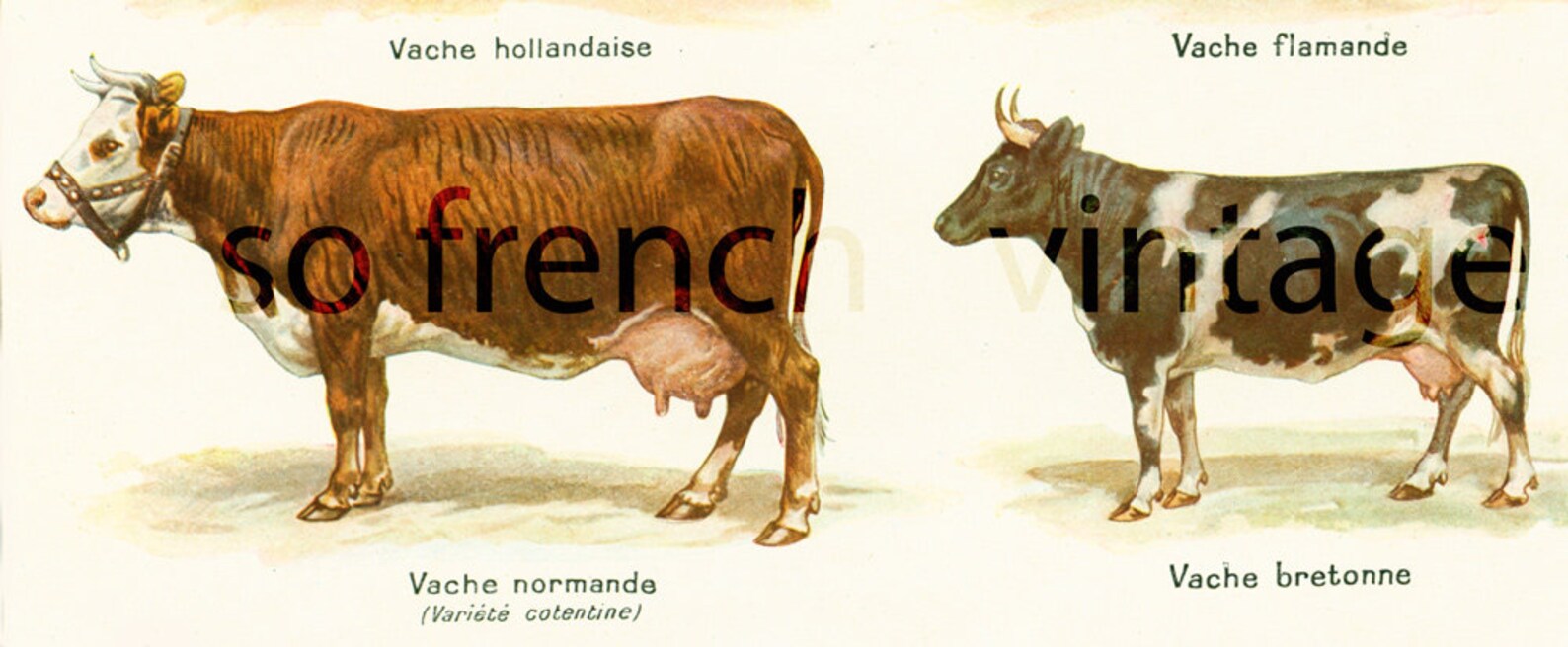 1922 Races Bovines. Races Vaches Laitieres . Planche illustrée Larousse ...