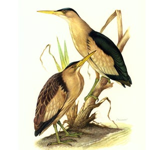 1969 Heron Little Bittern Vintage Wading Birds Illustration Shorebirds ...