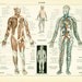 1897 Anatomy Human Body Parts Encyclopedia Larousse Medical Home Decor ...
