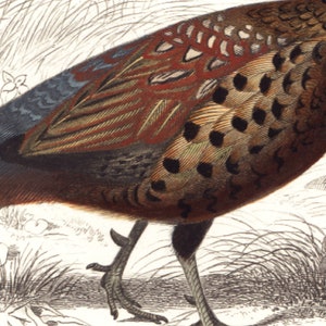 1861 Pheasant, Orbigny Antique Engraving, Hand Colored Original Print ...