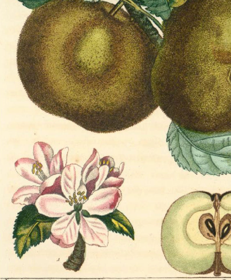 1831 Antique Apple Print Fruit Tree Plant Apple Wall Art Botanical ...