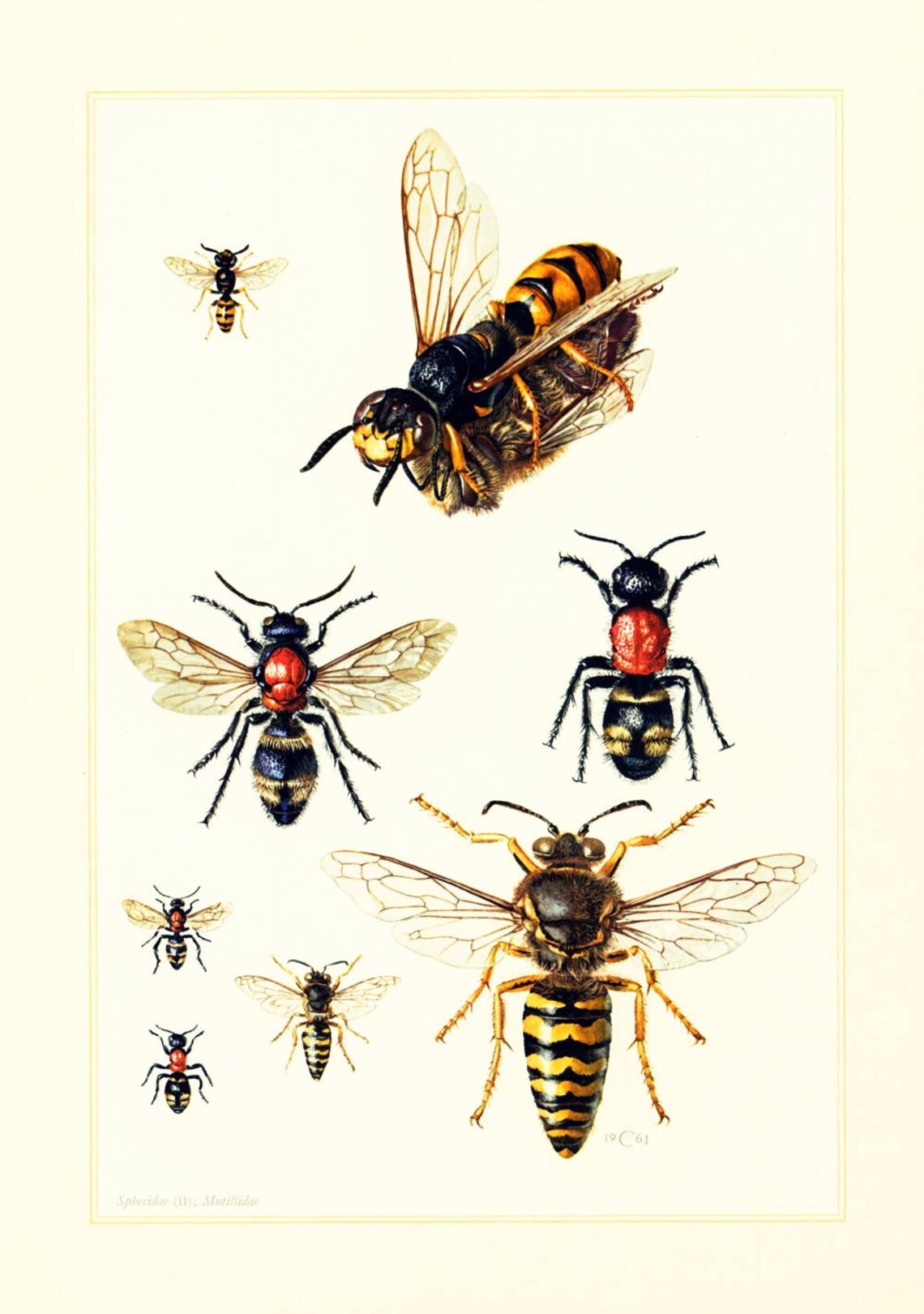 1960 Vintage Wasp Print. Antique Wasp Illustration. Insect - Etsy