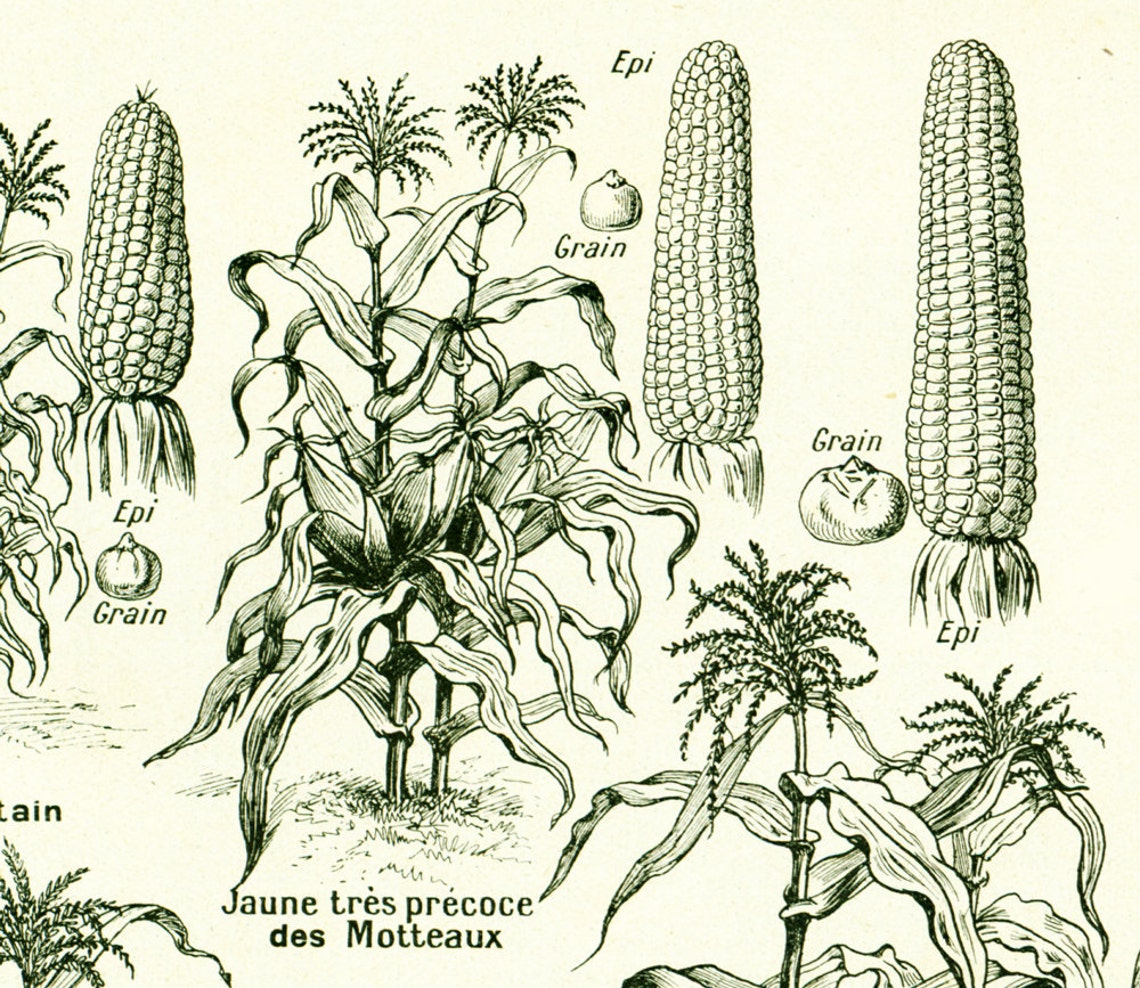 1922 Antique Corn Print Vintage Botanical Fruits Vegetables | Etsy