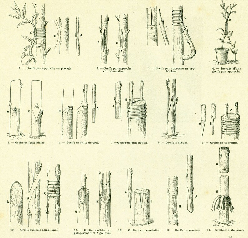 1922 Art du greffage. Principales sortes de greffes. | Etsy