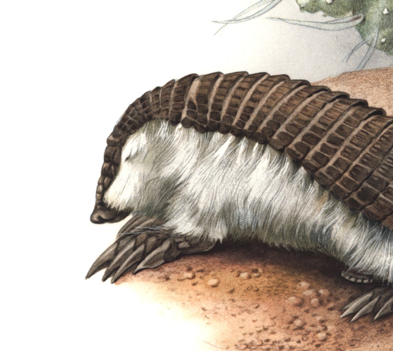 1974 Pink Fairy Armadillo Illustration, Armadillo Art Print, Wild Fauna ...
