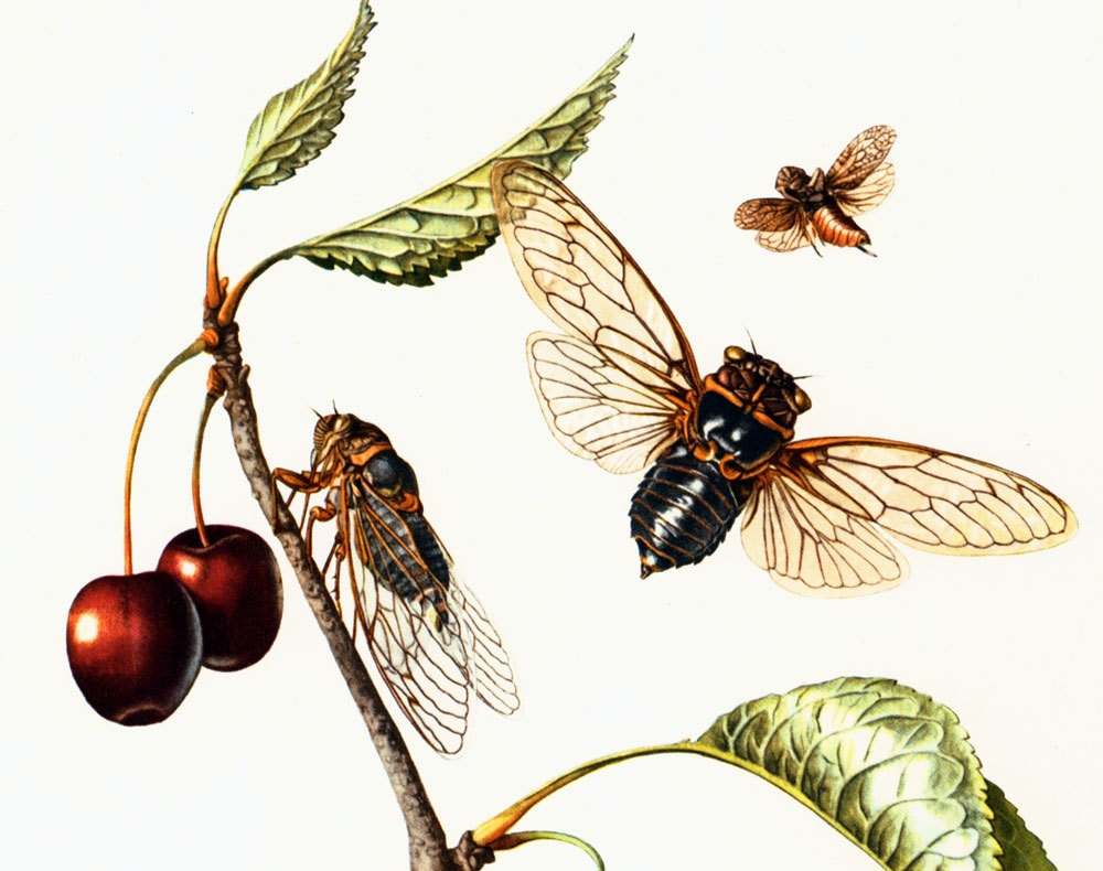 1960 Vintage Cicadas Print. Illustration. Insect. Entomology. - Etsy