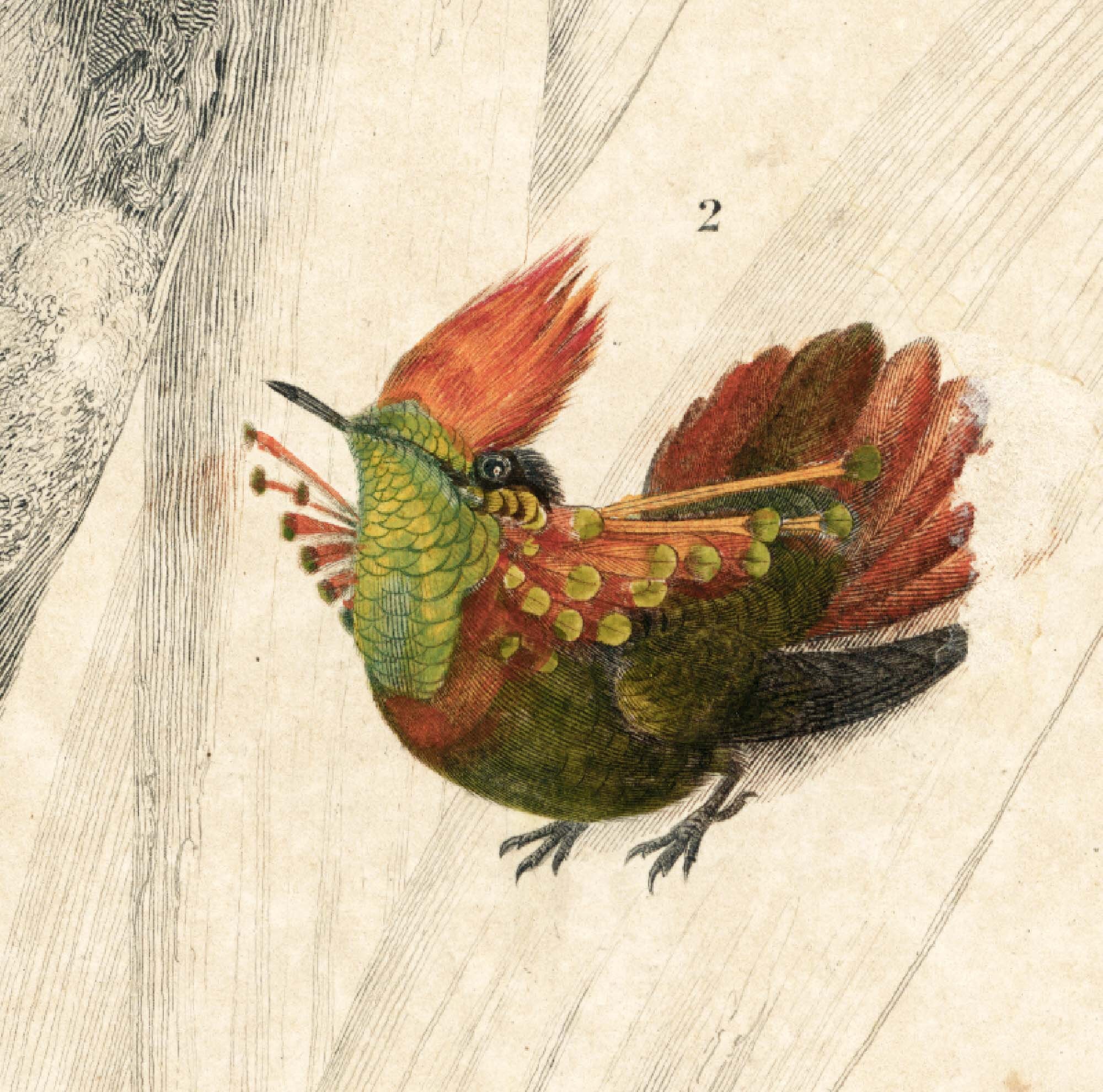 1861 Hummingbird and Nest Antique Engraving Hand Colored | Etsy