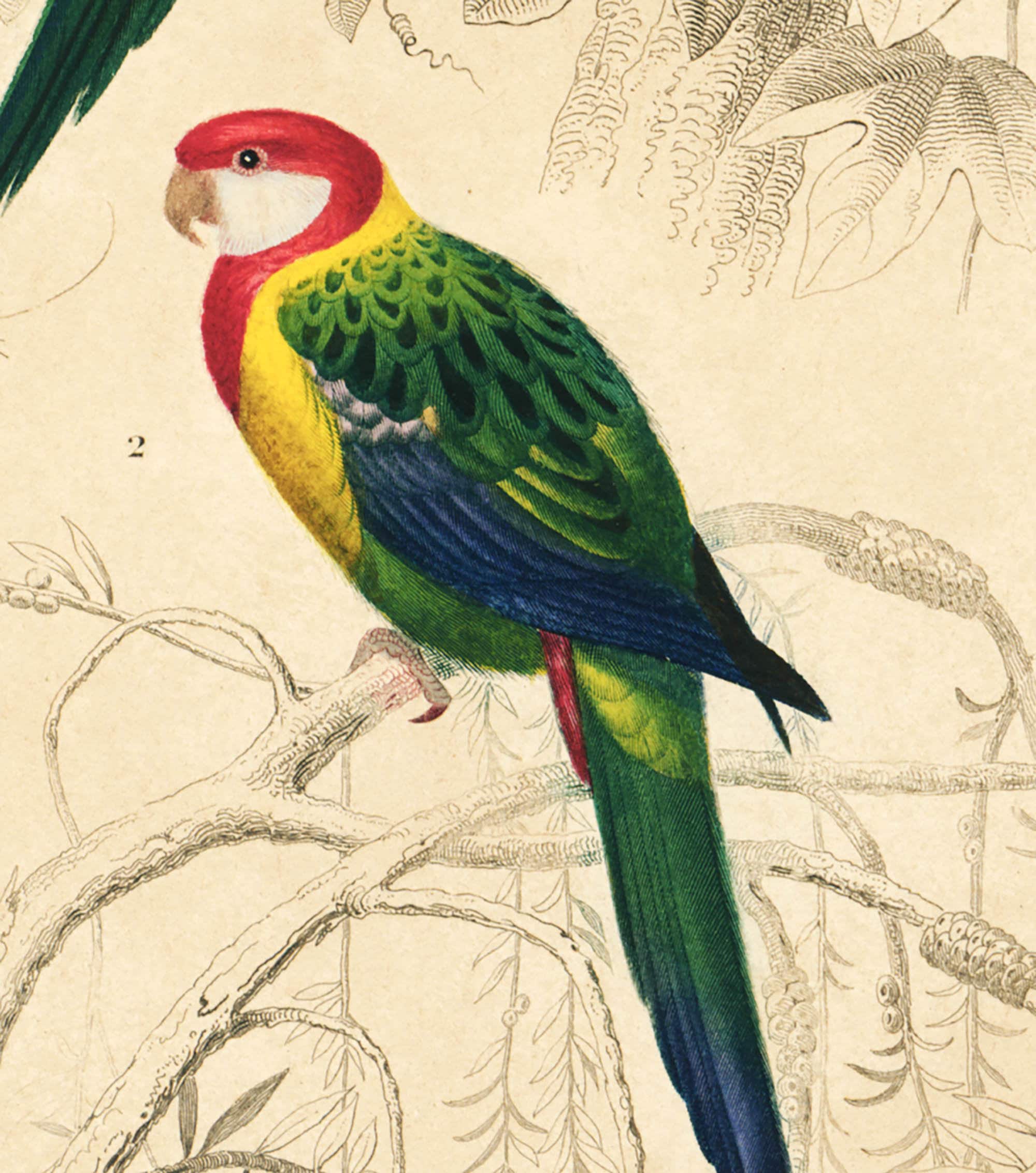 1861 Parakeet Antique Engraving Hand colored Original Antique | Etsy