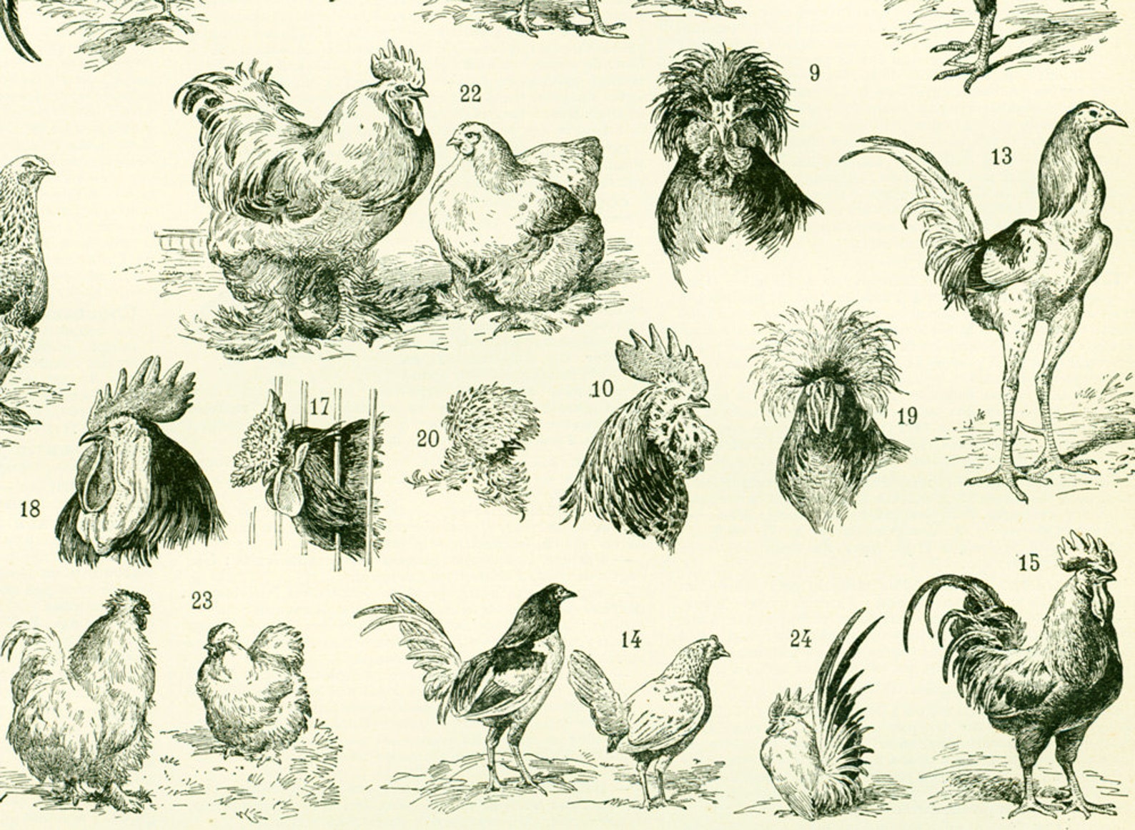1897 Antique Chicken Breeds Print Original Larousse - Etsy