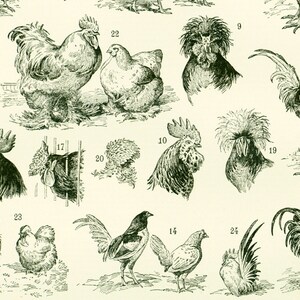 1897 Antique Chicken Breeds Print Original Larousse | Etsy