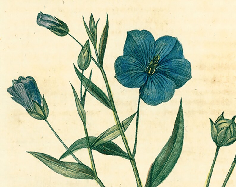 1814 Antique Flax Print Plant Natural History Botanical Botany | Etsy