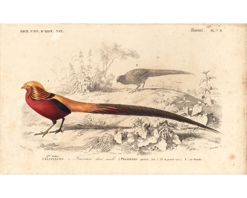 1861 Golden Pheasant Antique Engraving Hand Colored Original - Etsy