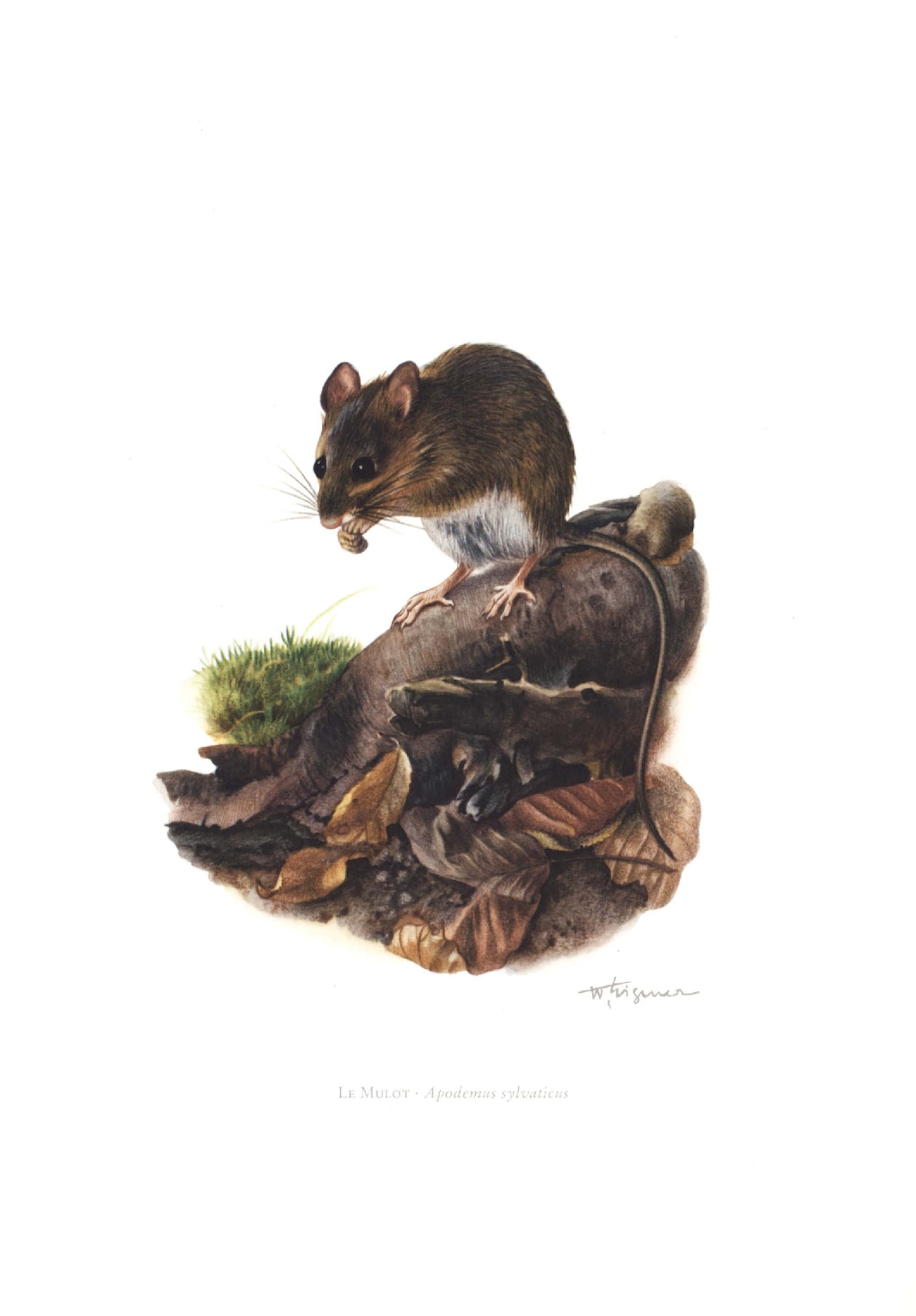 1974 Wood Mouse Vintage Illustration, Animal Art Print, Wild Animal ...