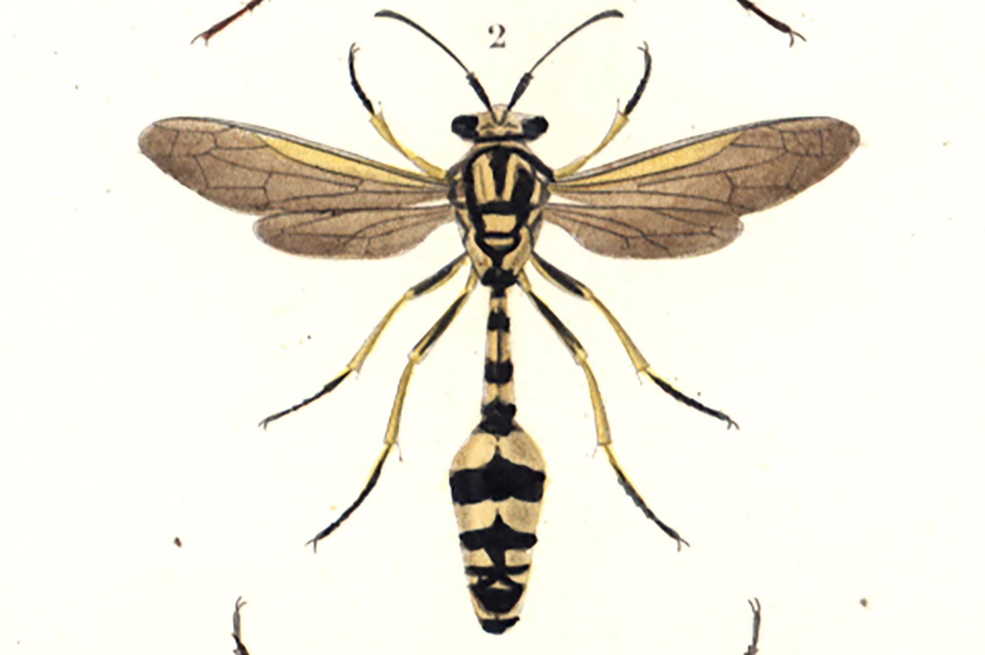 1861 Antique Wasp Print. Hand Colored. Orbigny Entomology. Natural ...