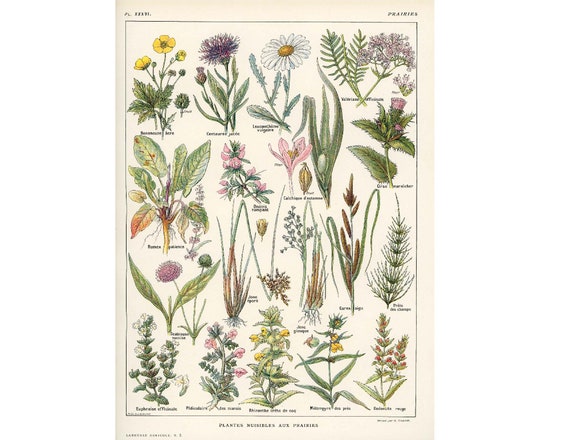 1922 Antique Botanical Print of Wild Flowers. Chart - Etsy