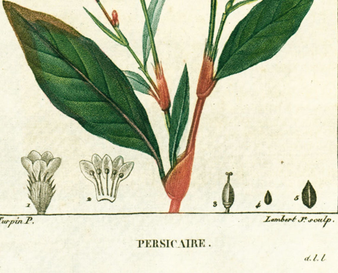 1814 Antique Jesusplant Print Natural History Botanical Botany - Etsy