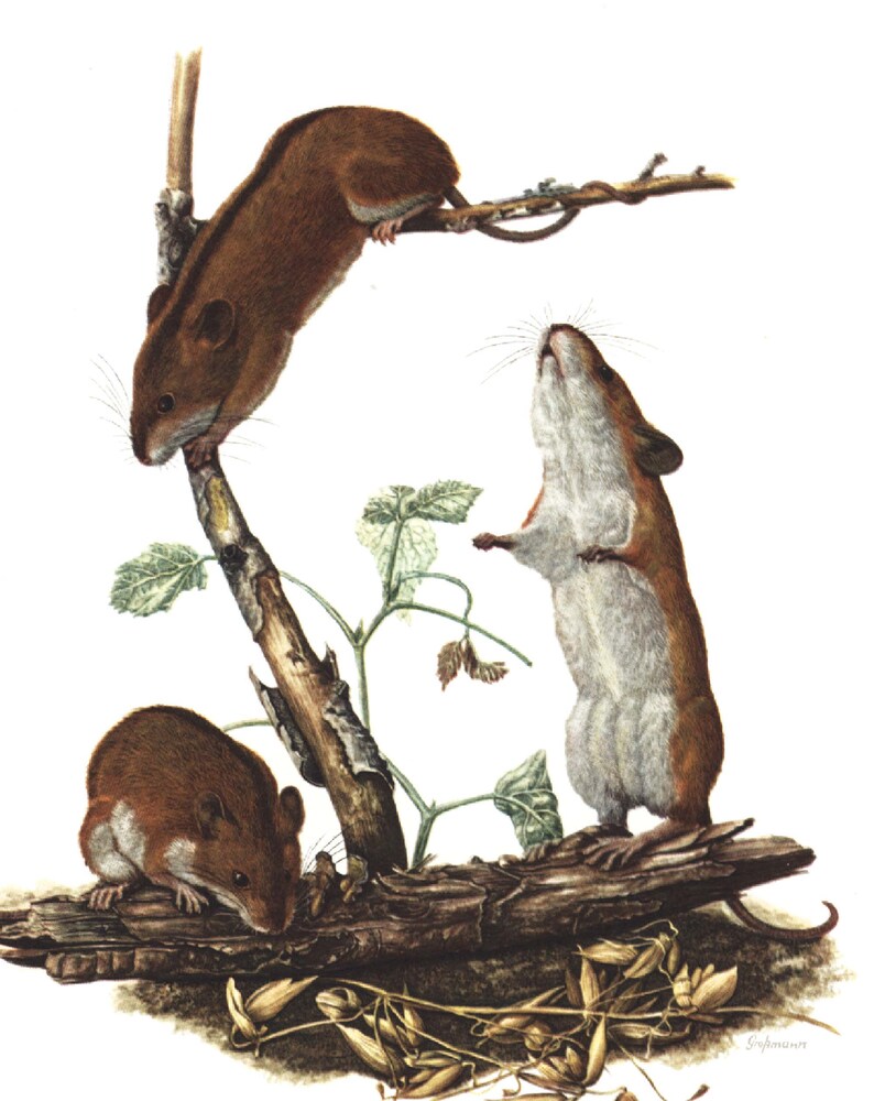 1974 Striped Field Mouse Vintage Illustration Animal Art | Etsy