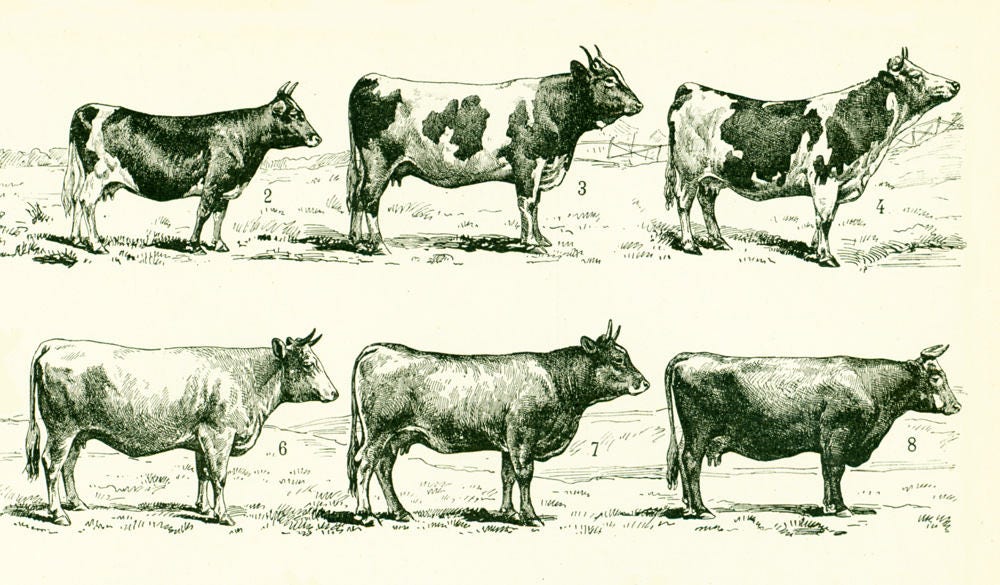 1897 Cattle Chart Print Bulls Cows Original Larousse Print | Etsy