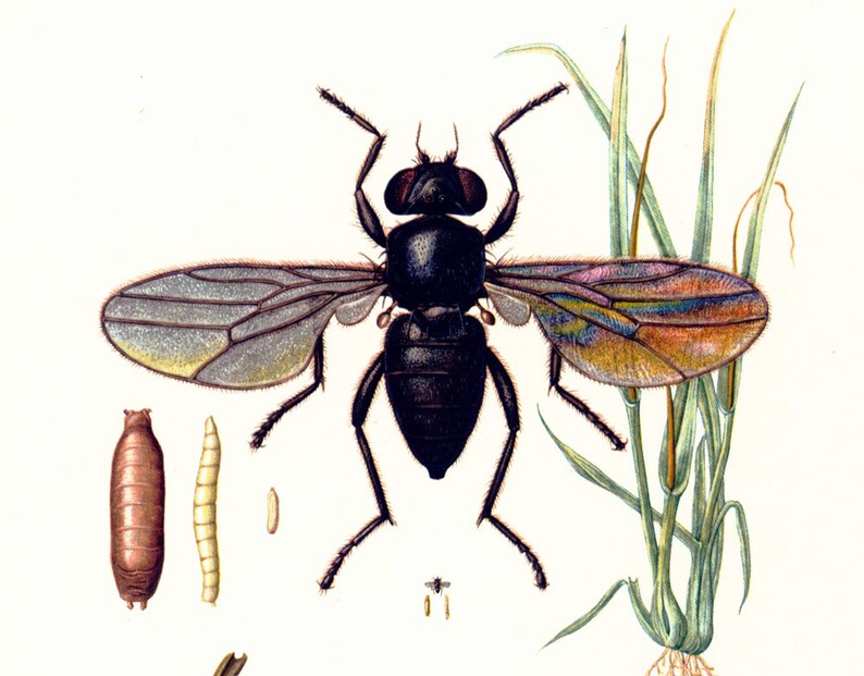 1960 Oscinella Frit. Flies Cereals Crops Parasite Vintage - Etsy