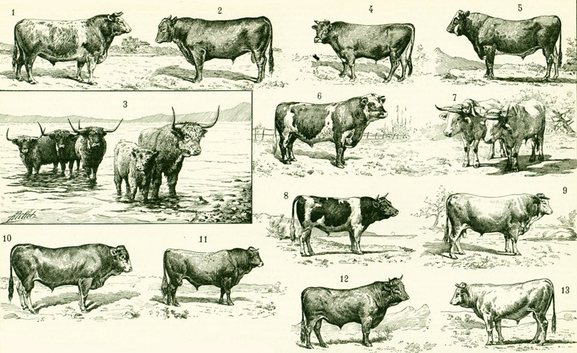 1897 Cattle Print Large Size Bulls Cows Original Larousse | Etsy