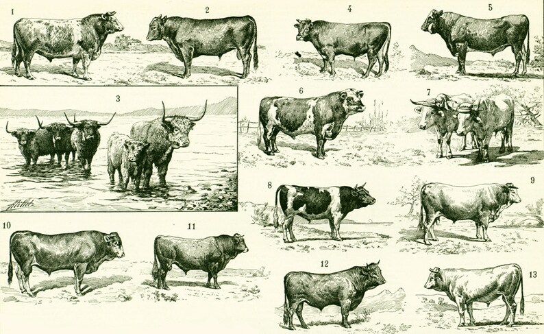 1897 Cattle Print Large Size Bulls Cows Original Larousse | Etsy