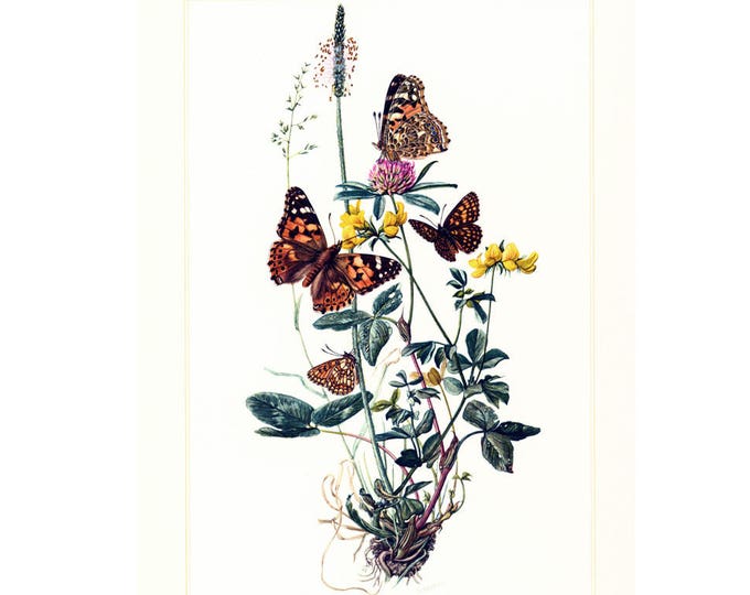 1960 Vintage Painted Lady Print Cosmopolitan Butterfly - Etsy