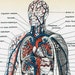 1897 Anatomy Human Body Parts Encyclopedia Larousse Medical Home Decor ...