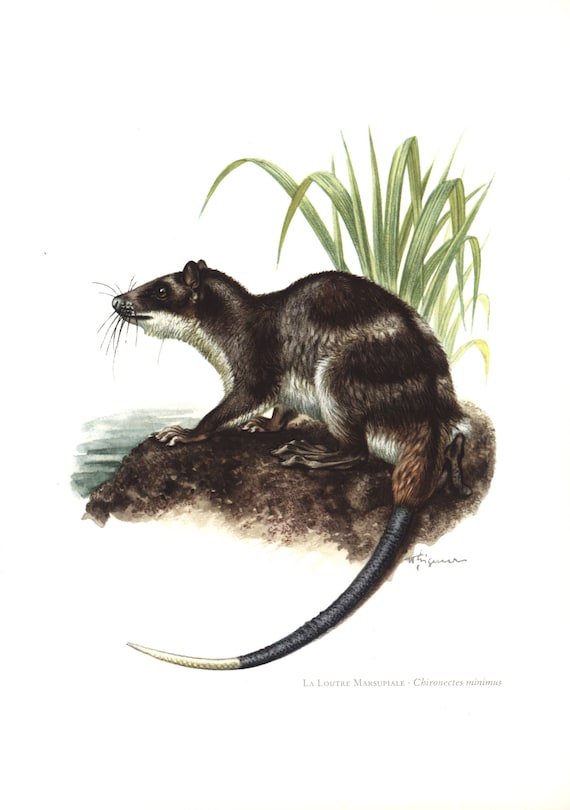 Water Opossum