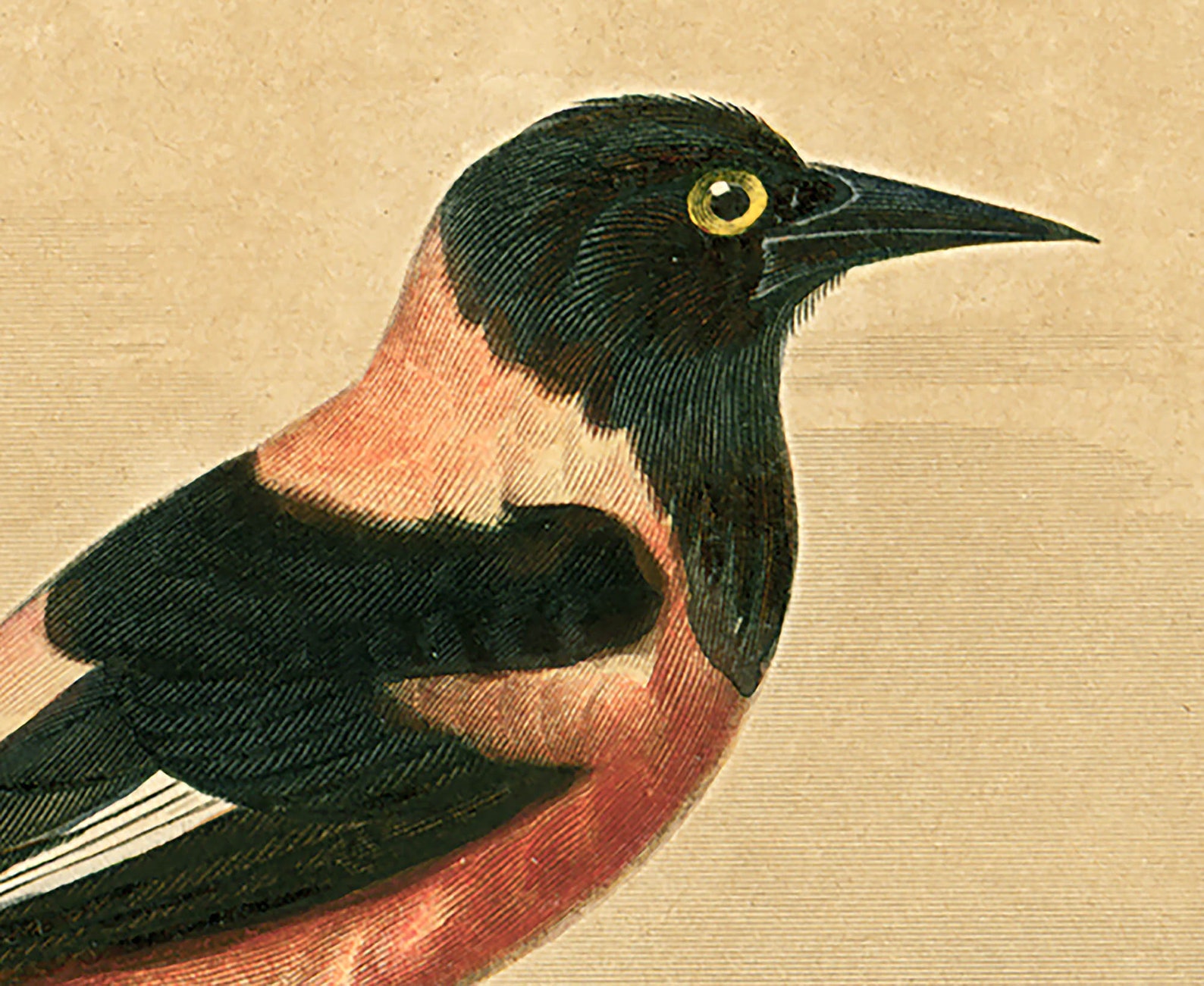 1861 Antique Bird print Alpine Swift Swallow Bird wall art | Etsy