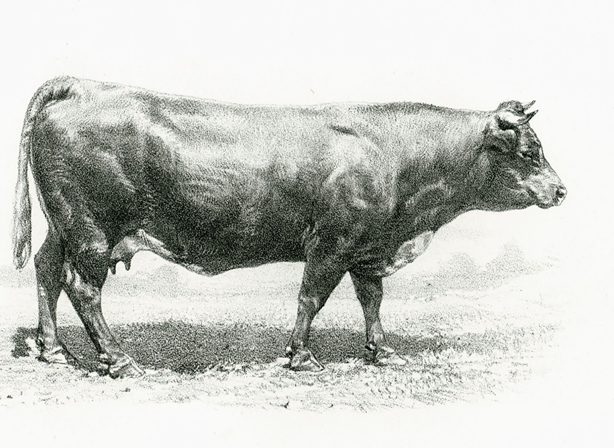 1856 Pinzgau Cattle Bull Antique Cow Breeds Print Farming Cow - Etsy