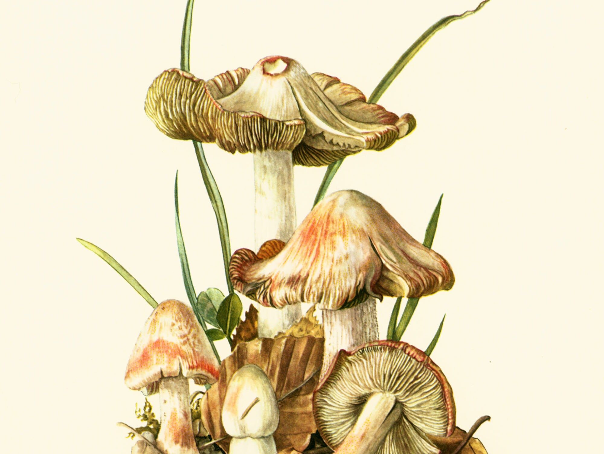 1962 Deadly Fibrecap Red-staining Inocybe Fungi Art Print Fungus Wall ...