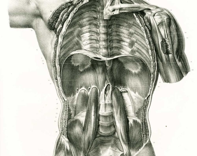 1831 Male Torso Trunk Human Body Muscles Rib Cage Abdomen - Etsy