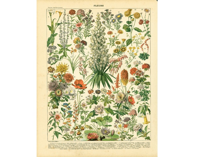 1897 Original Antique Flower Chart Print Vintage Flowers Wall Art Home ...
