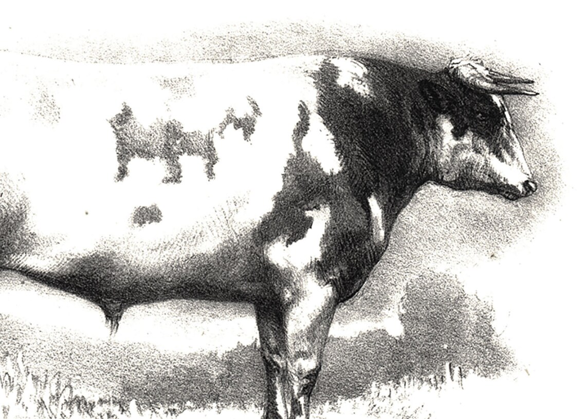 1853 Durham Bull Antique Cow Breeds Print Taurine Beef Cattle Farming ...