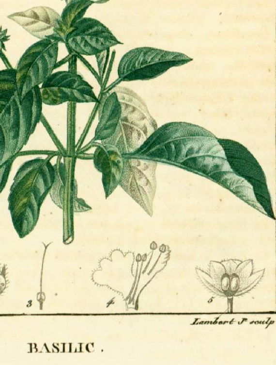 Basil Botanical Drawing