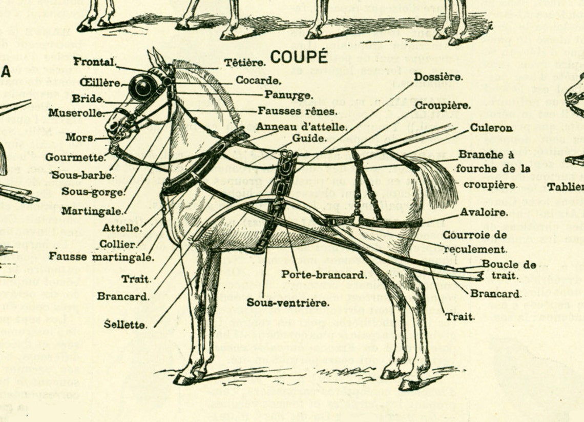 1897 Harnais Attelage Chevaux Hippique Planche Originale Etsy