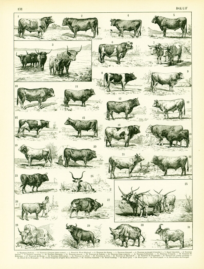 1897 Race de vaches Races de boeufs Taureaux Planche - Etsy France