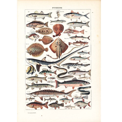 1930 Antique Fish Chart Ichtyology Identification Authentic - Etsy