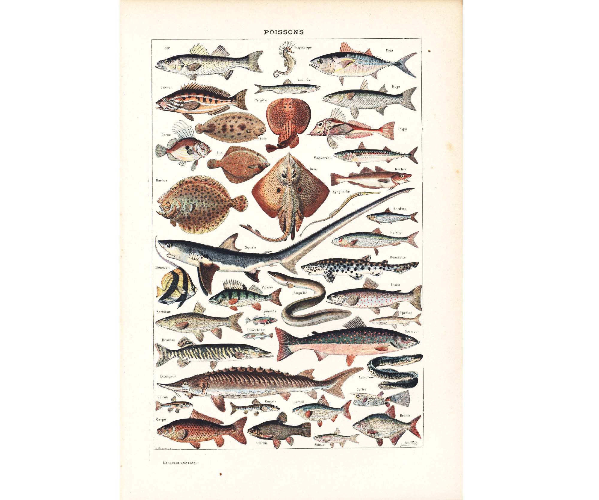 1930 Antique Fish Chart Ichtyology Identification Authentic - Etsy