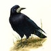 1961 Raven. Rook. Vintage Bird Print. Ornithology. Nature Wall Art. - Etsy