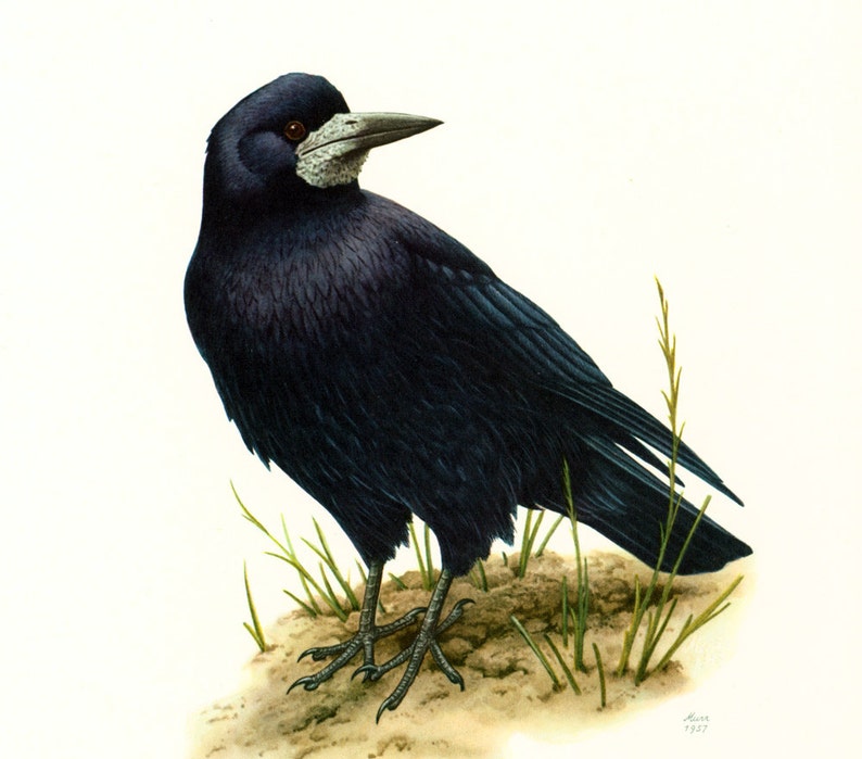 1961 Raven. Rook. Vintage Bird Print. Ornithology. Nature Wall - Etsy