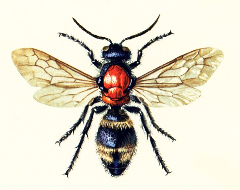 1960 Vintage Wasp Print. Antique Wasp Illustration. Insect Print ...