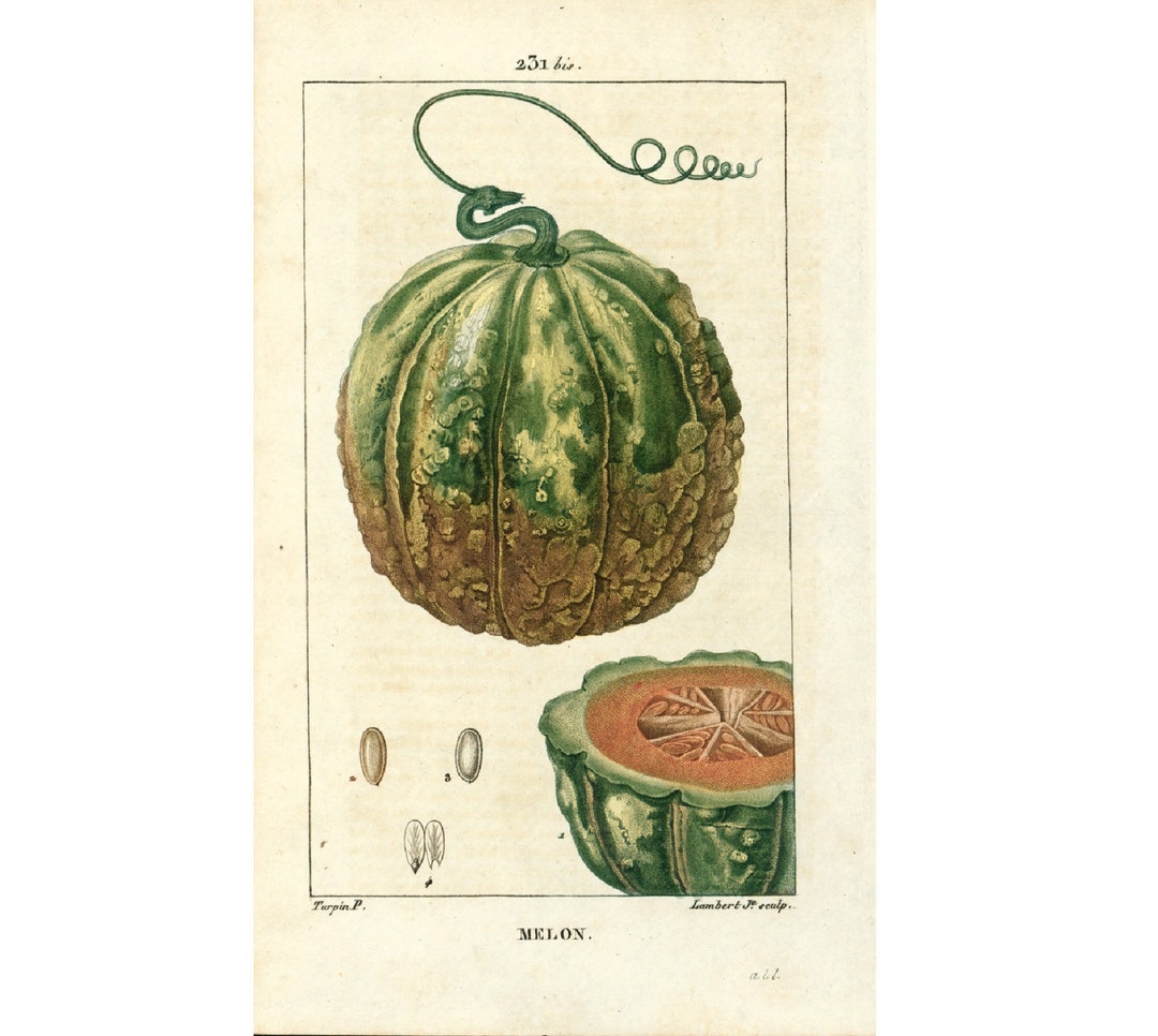 1814 Pumpkin Cucurbita Pepo Antique Print, Fruit Vegetable Plant ...