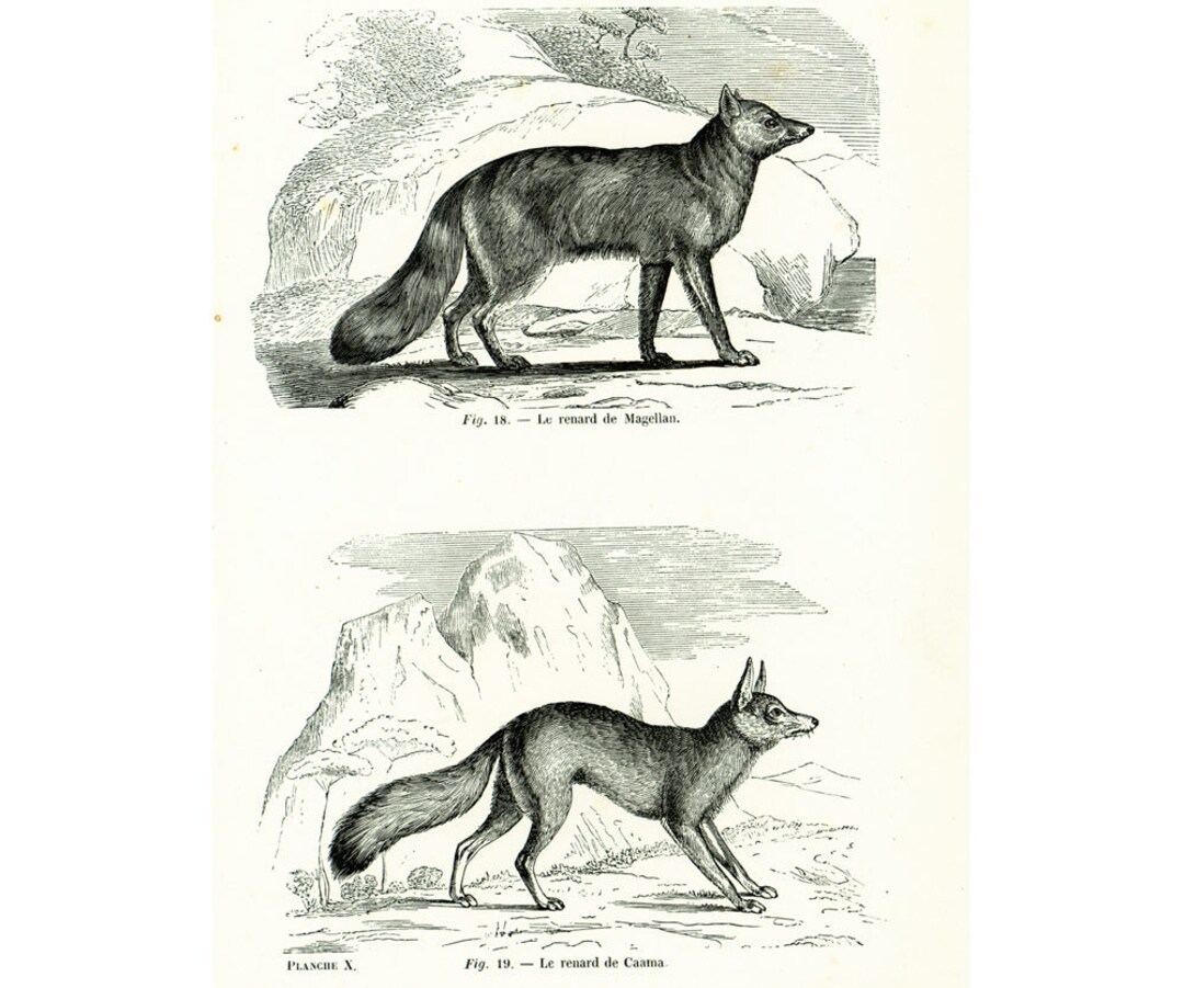 1867 Antique Andean Fox Print. Vintage Culpeo Fox Lithograph. Dog Wolf ...
