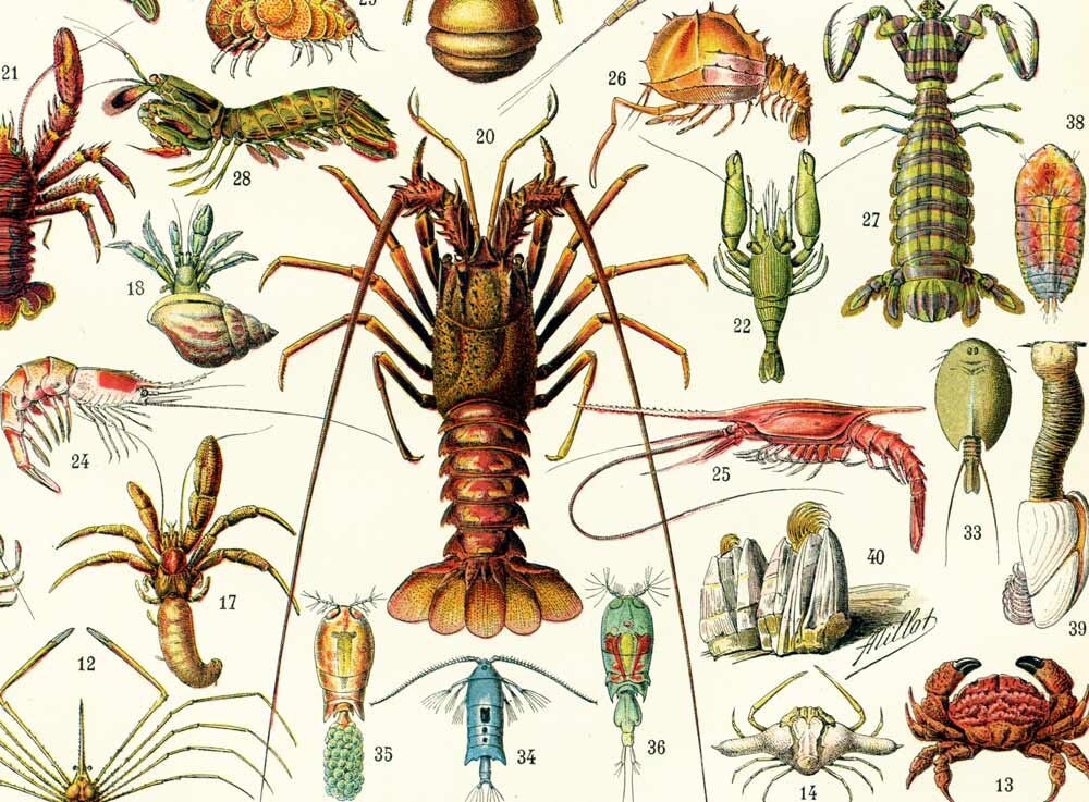 1897 Crustacean Antique Print. Lobster. Fishes. Shells. Crabs. Large ...
