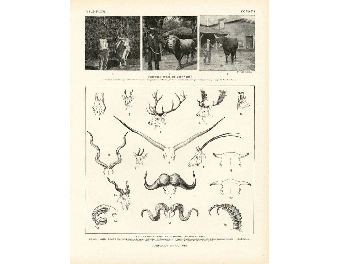 1922 Antique Horn Anatomy Print.animal Goat Deer. Veterinary Wall Art ...