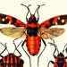 1960 Vintage Black and Red Bug Print. Bugs Illustrations. - Etsy
