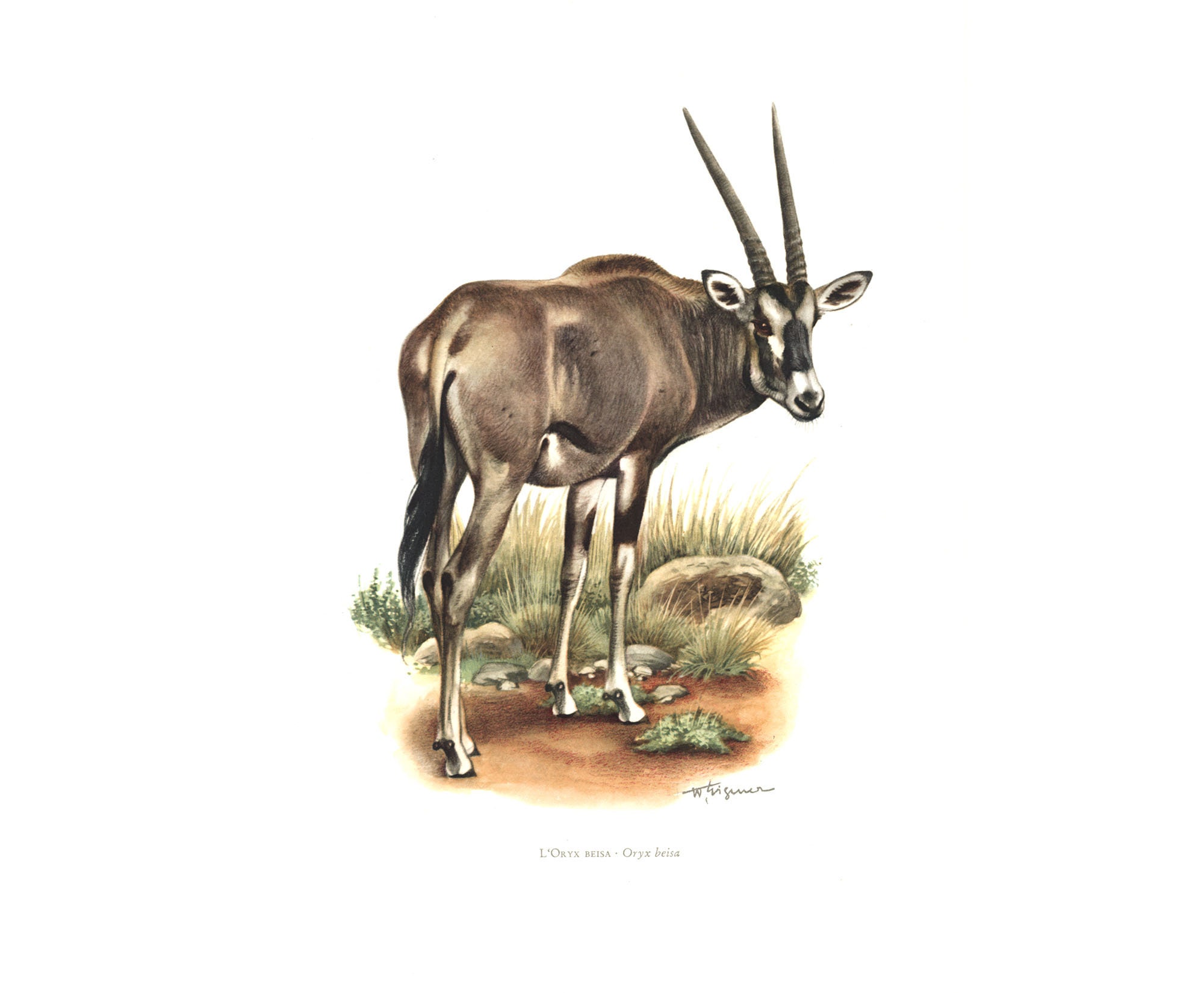 Oryx Drawing